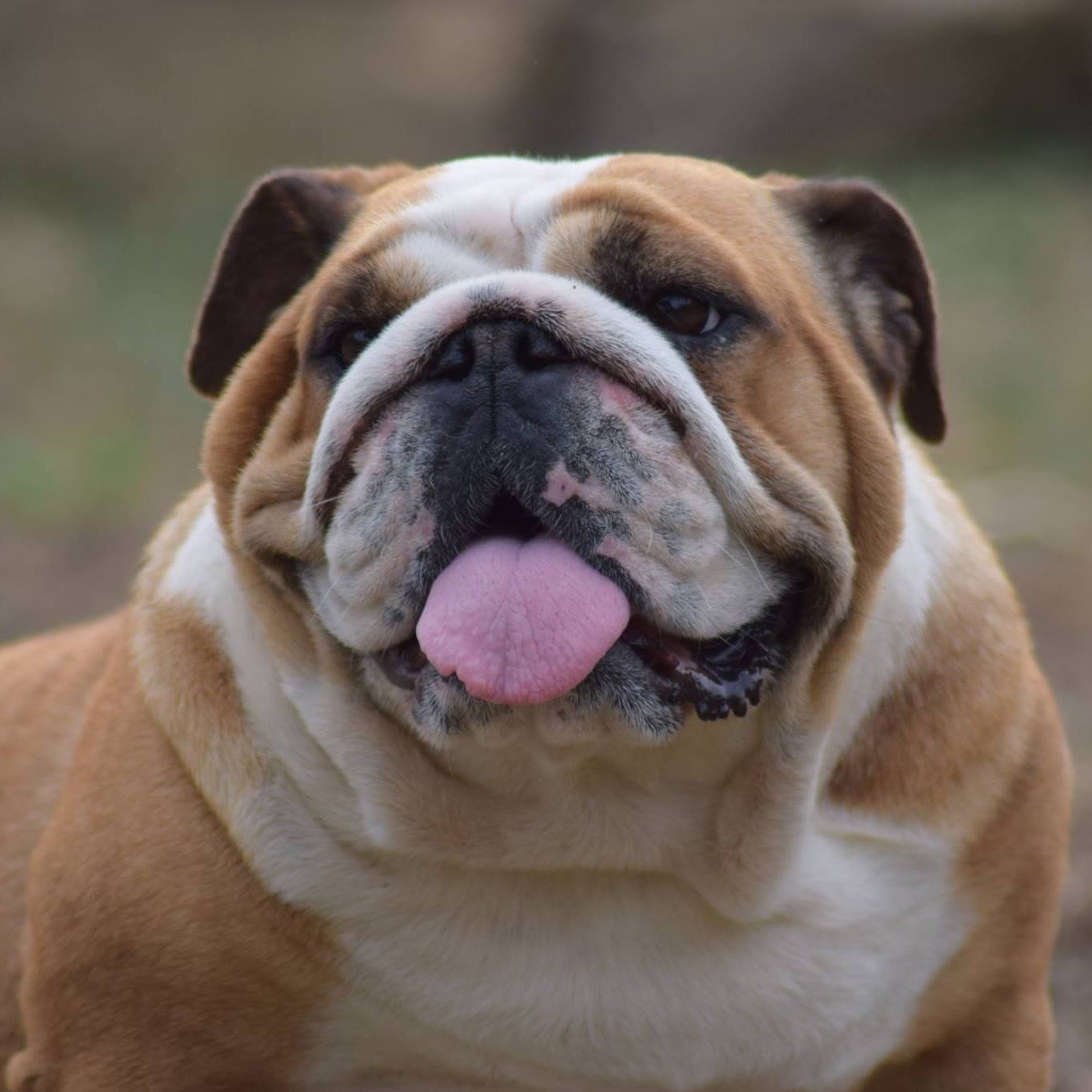 Allevamento Bulldog Inglese - Darwin Bulldogs