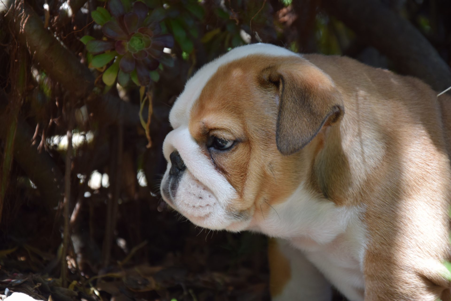 STORIA - Darwin Bulldogs