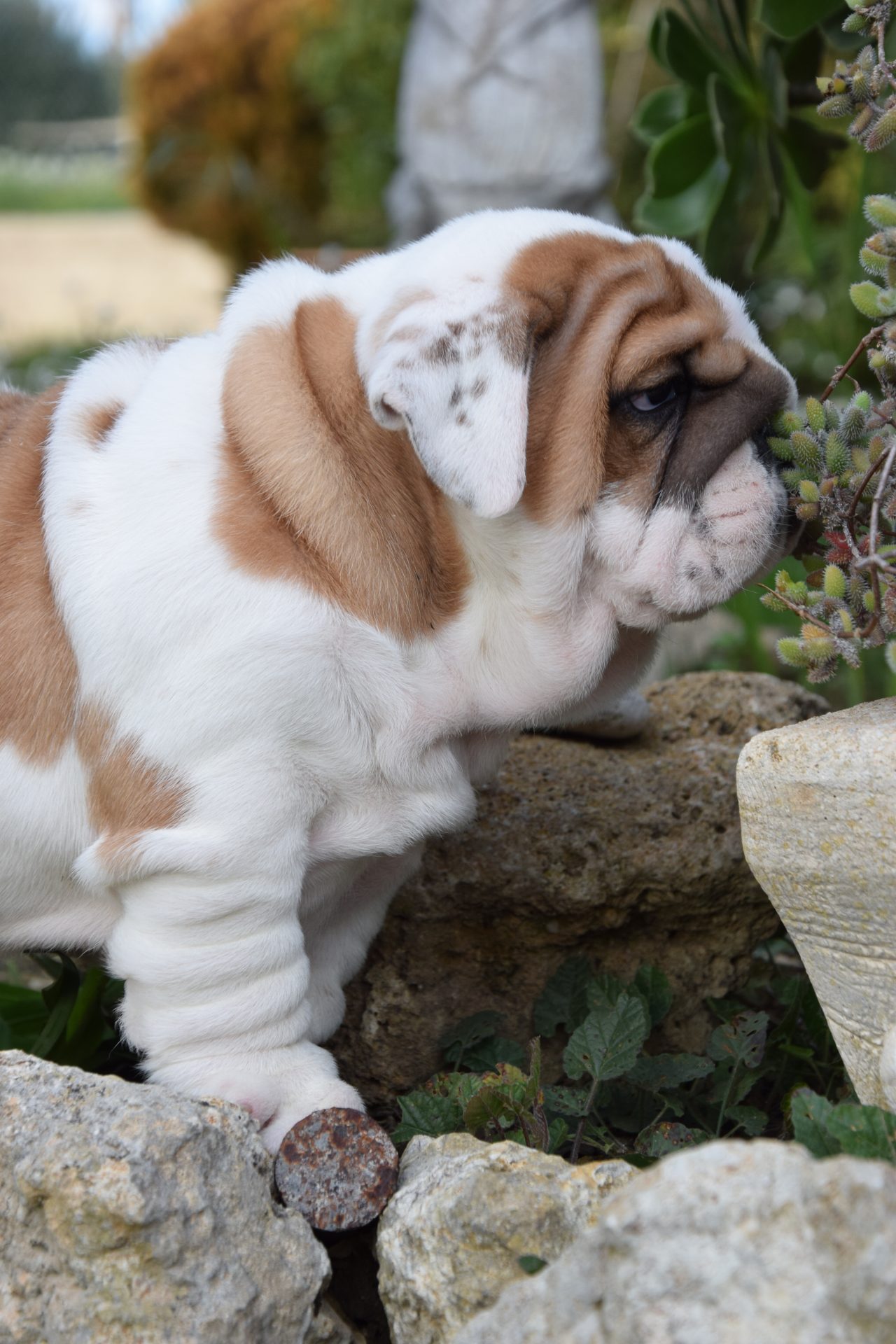 Allevamento Bulldog Inglese - Darwin Bulldogs