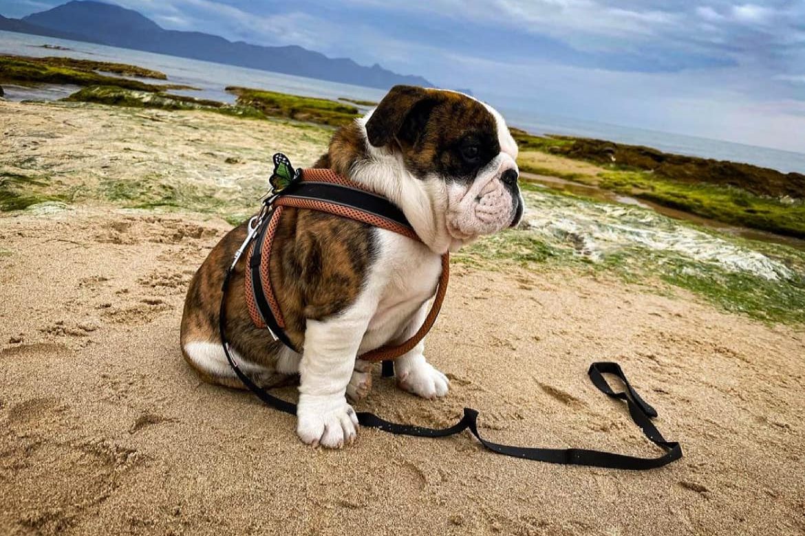 Leishmaniosi cane: sintomi e cura nel bulldog inglese - Darwin Bulldogs